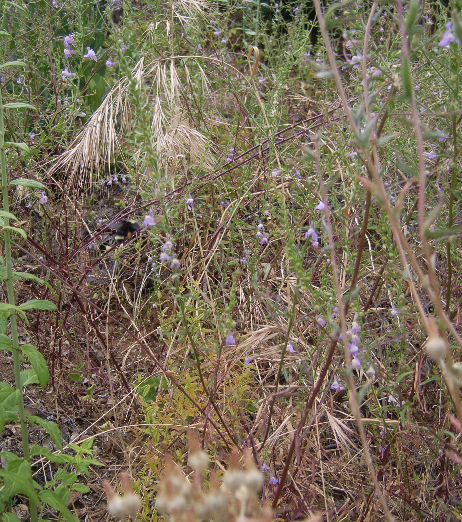 filelib.wildlife.ca.gov - /Public/R3_BDR/Lands/Wildlife_Areas/Knoxville ...