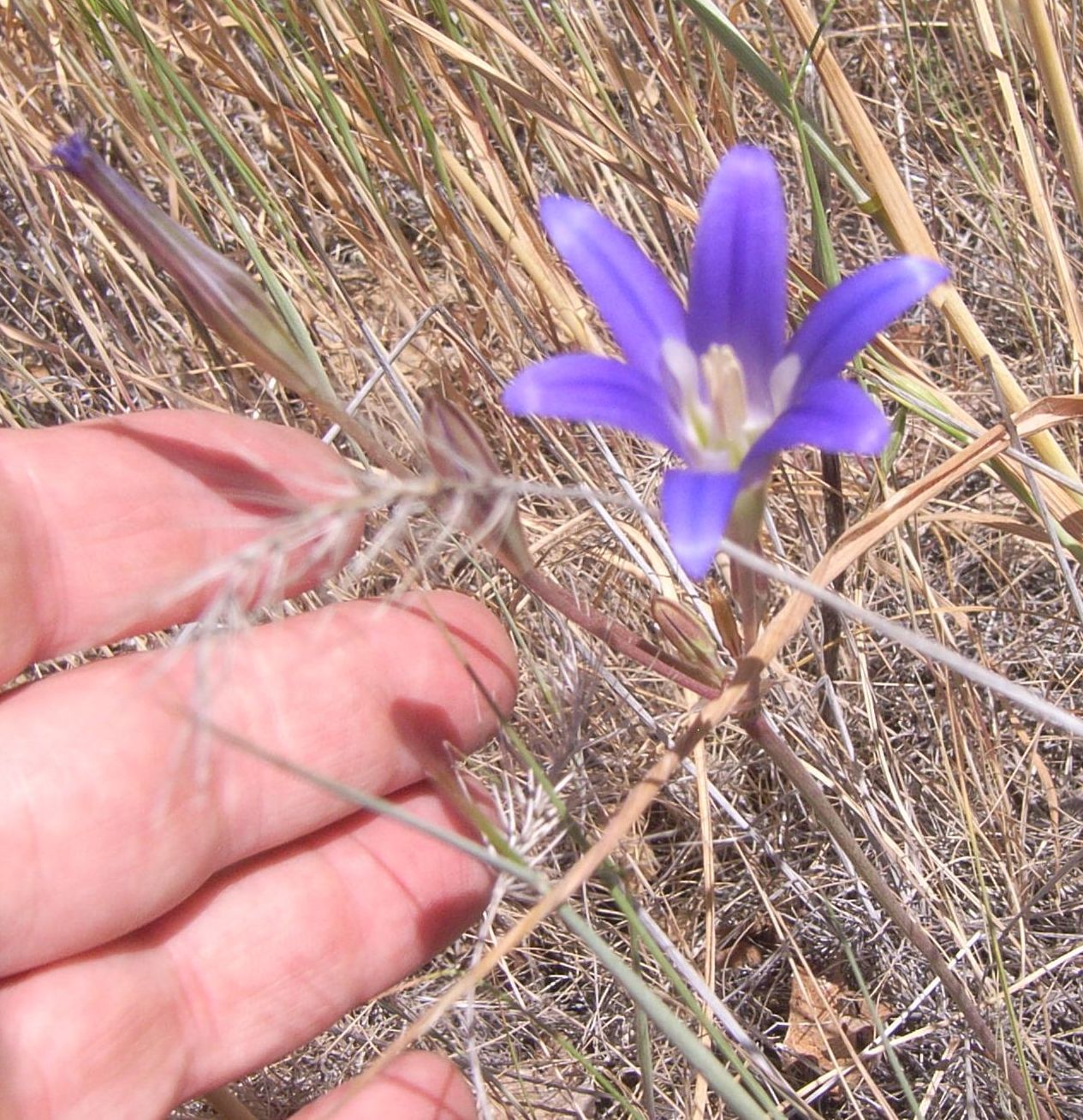 filelib.wildlife.ca.gov - /Public/R3_BDR/Lands/Wildlife_Areas/Knoxville ...