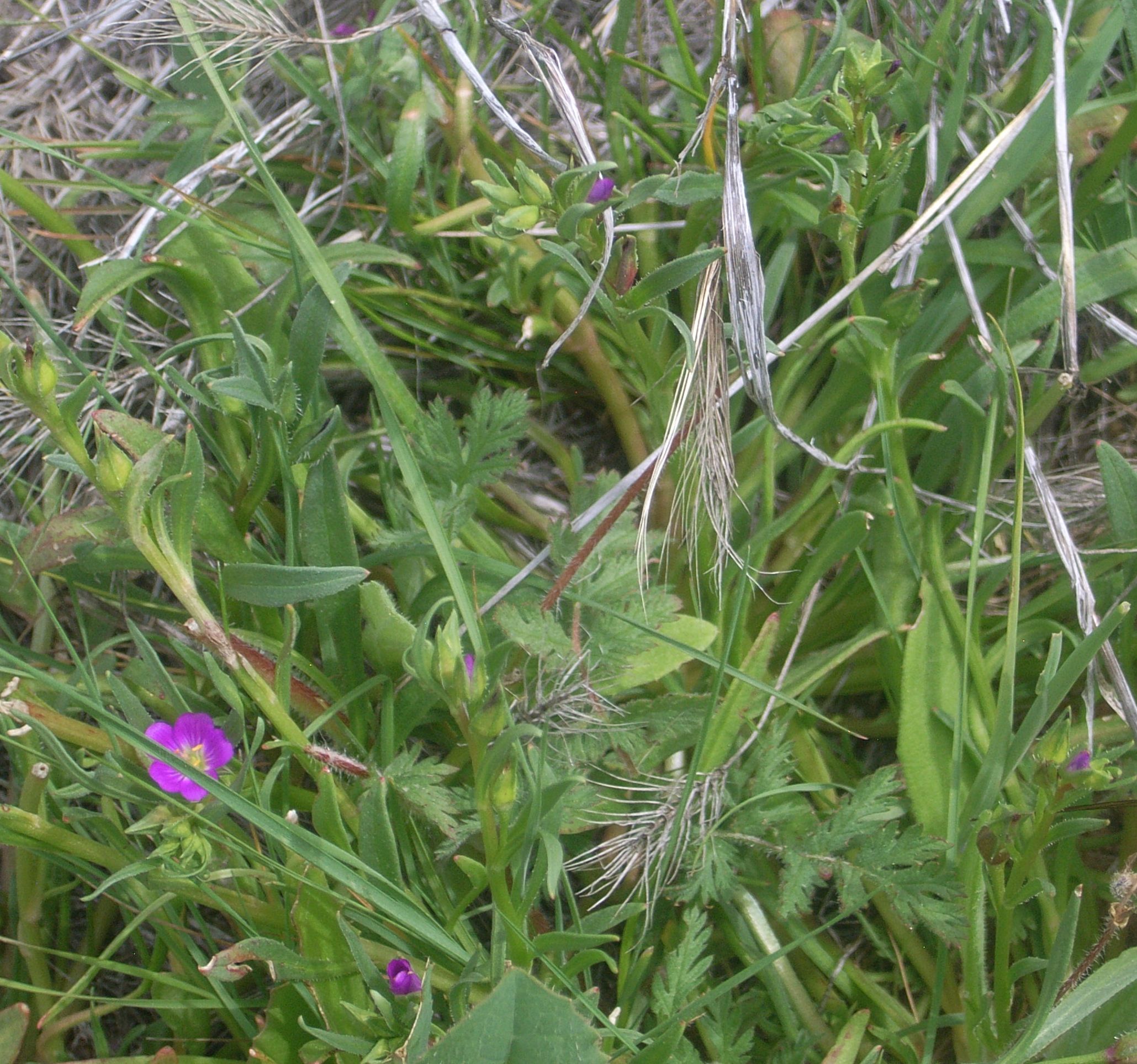 filelib.wildlife.ca.gov - /Public/R3_BDR/Lands/Wildlife_Areas/Knoxville ...