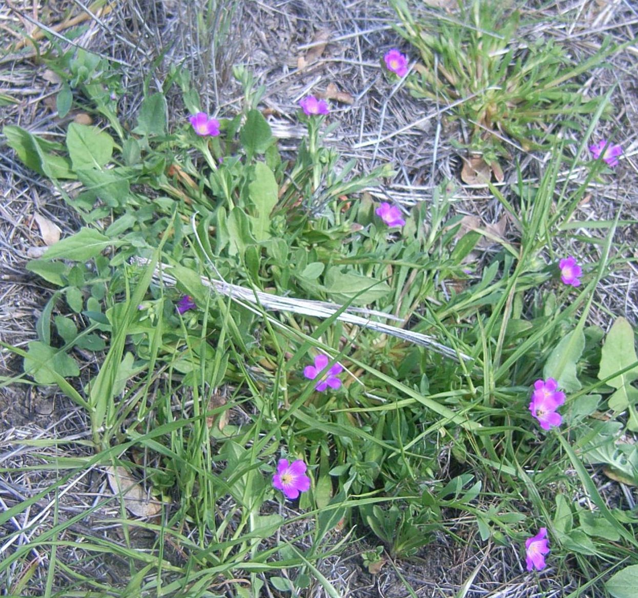 filelib.wildlife.ca.gov - /Public/R3_BDR/Lands/Wildlife_Areas/Knoxville ...