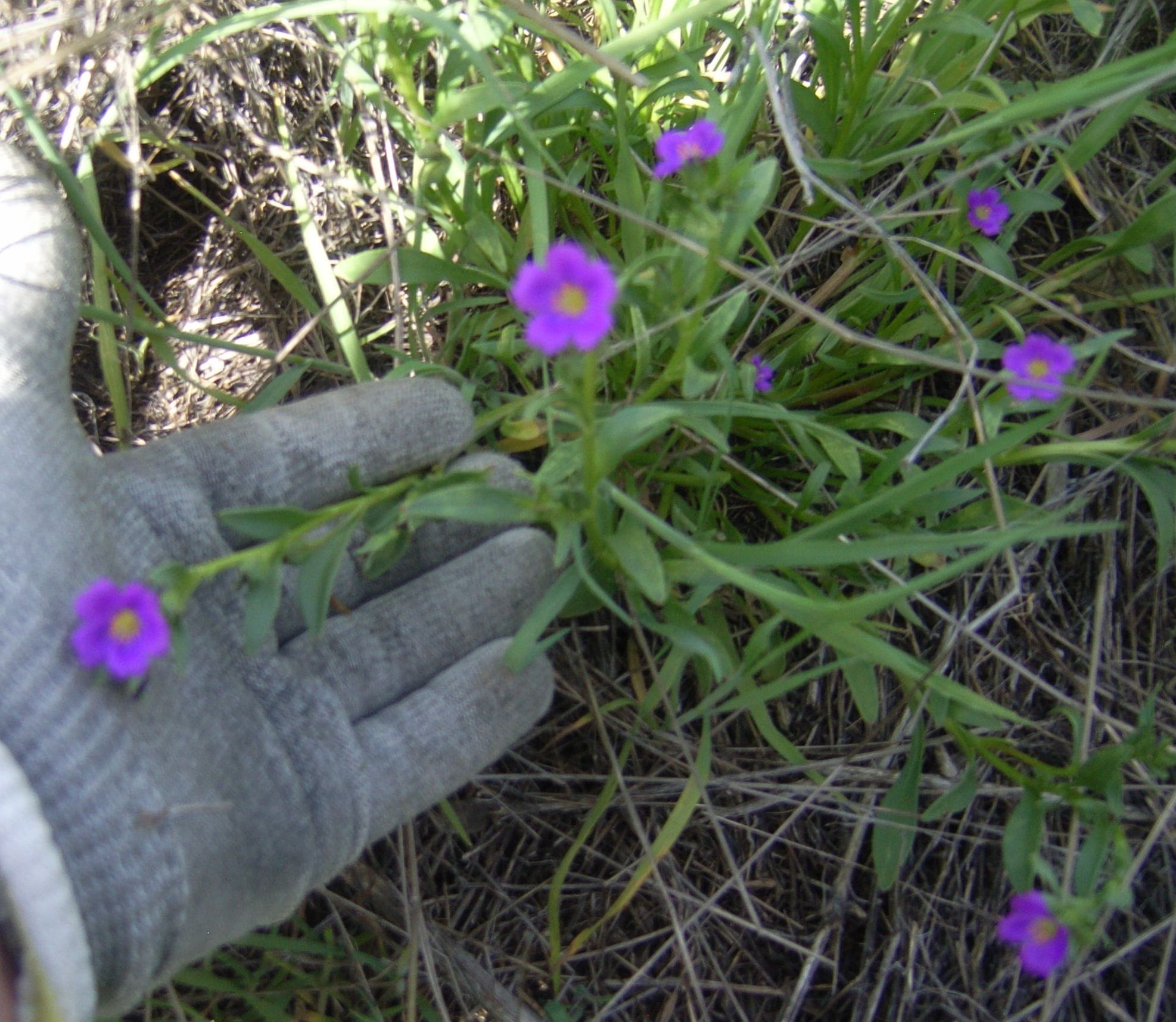 filelib.wildlife.ca.gov - /Public/R3_BDR/Lands/Wildlife_Areas/Knoxville ...