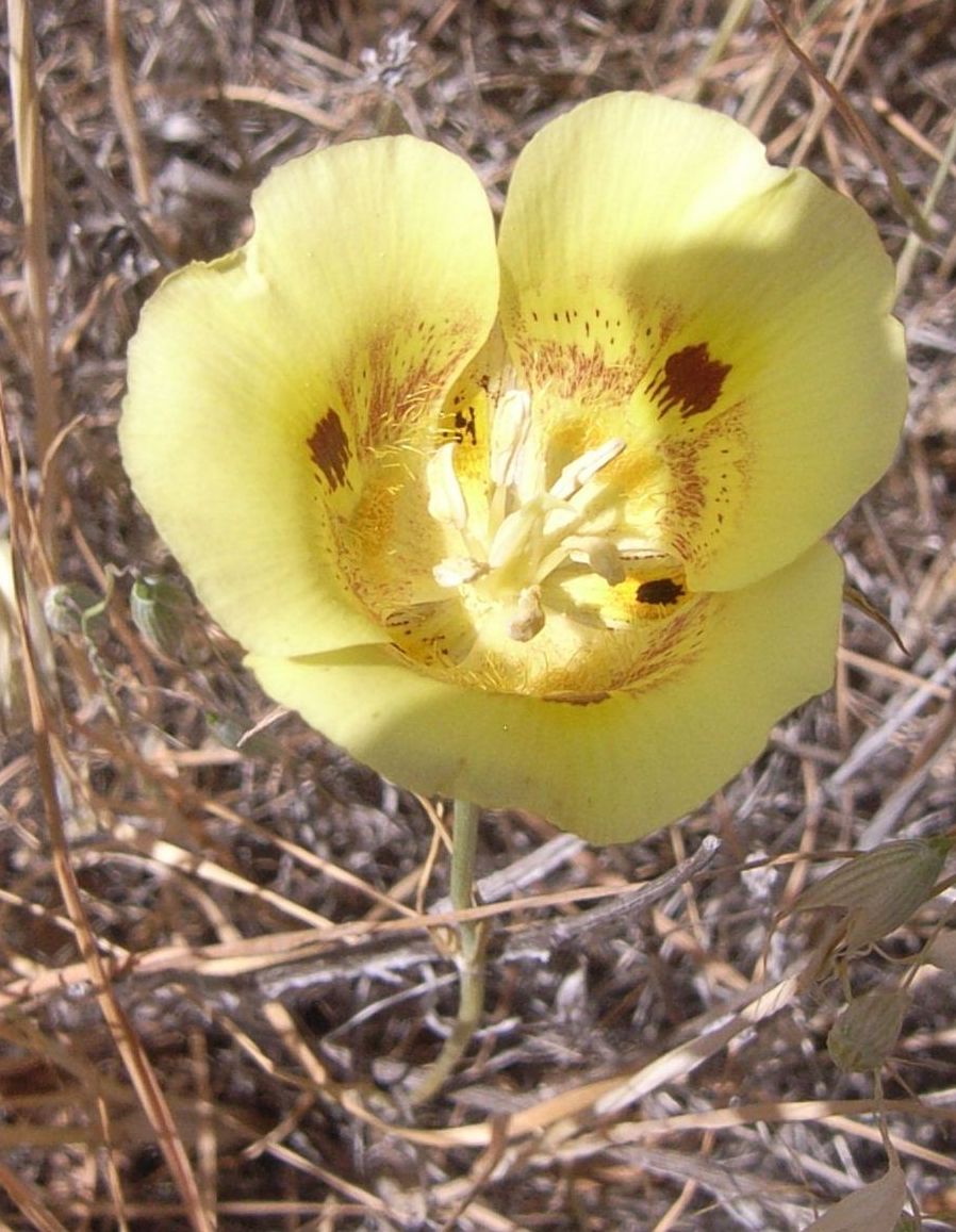 filelib.wildlife.ca.gov - /Public/R3_BDR/Lands/Wildlife_Areas/Knoxville ...