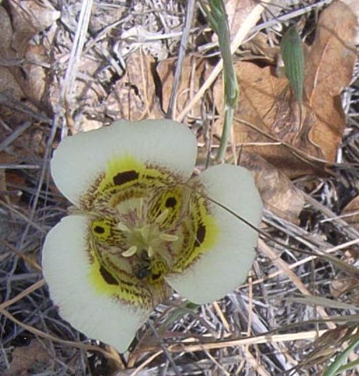 filelib.wildlife.ca.gov - /Public/R3_BDR/Lands/Wildlife_Areas/Knoxville ...