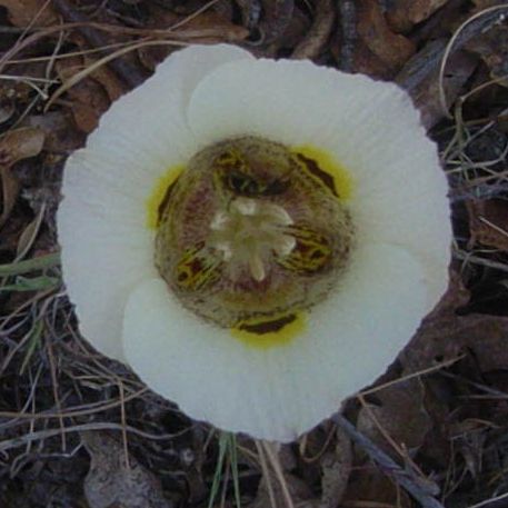 filelib.wildlife.ca.gov - /Public/R3_BDR/Lands/Wildlife_Areas/Knoxville ...