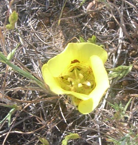 filelib.wildlife.ca.gov - /Public/R3_BDR/Lands/Wildlife_Areas/Knoxville ...