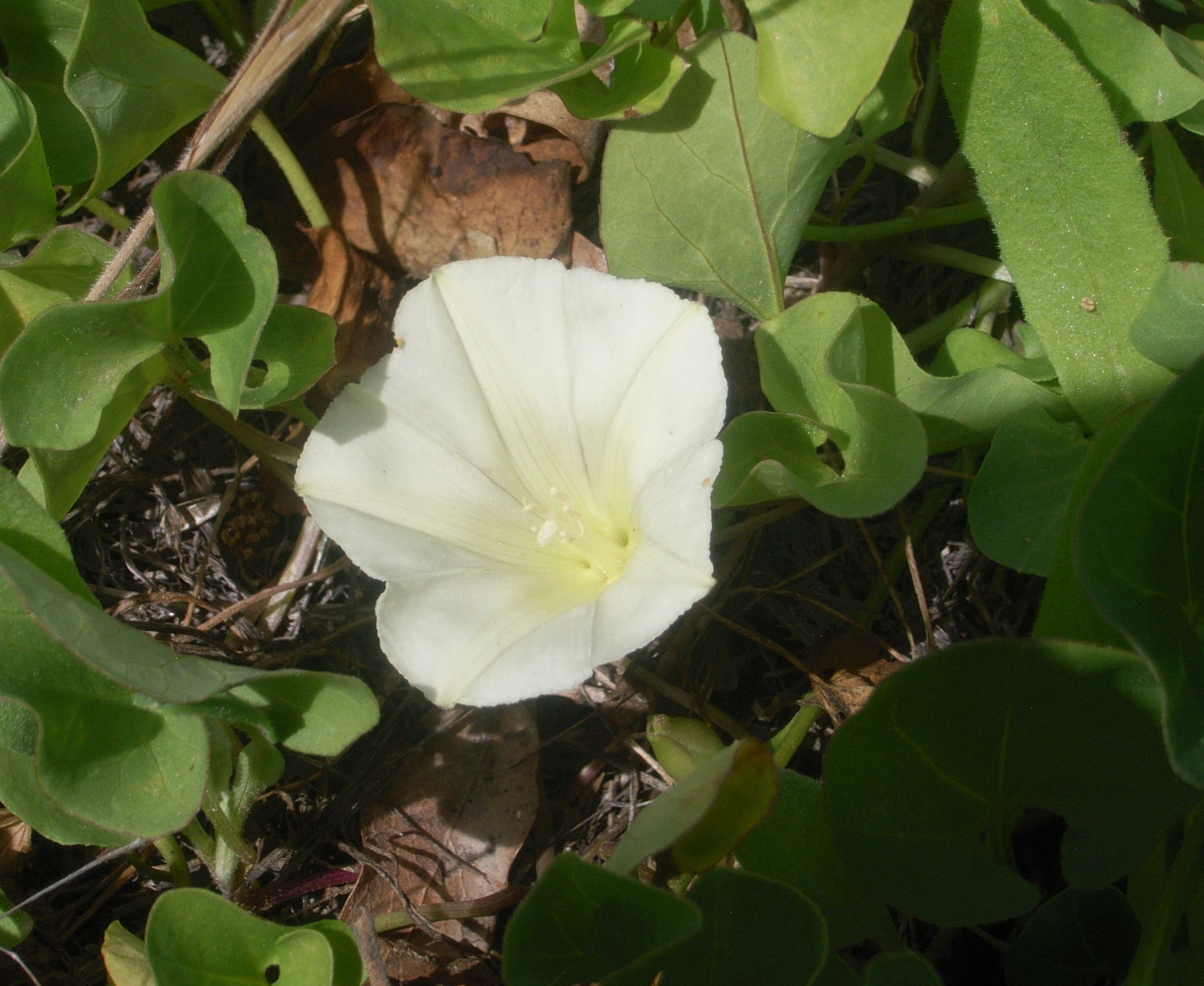 filelib.wildlife.ca.gov - /Public/R3_BDR/Lands/Wildlife_Areas/Knoxville ...