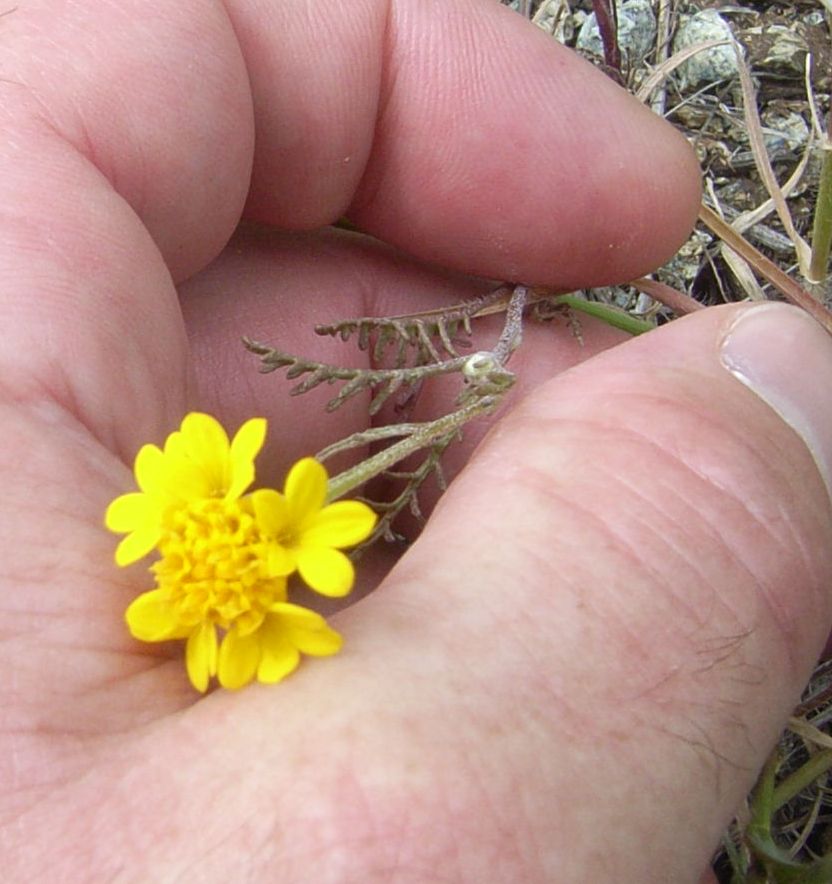 filelib.wildlife.ca.gov - /Public/R3_BDR/Lands/Wildlife_Areas/Knoxville ...