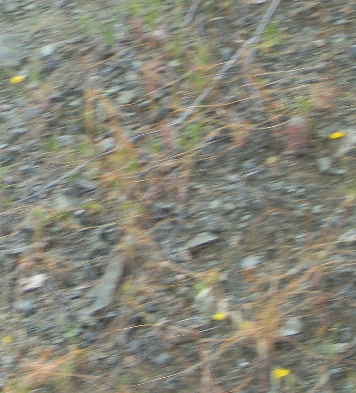 filelib.wildlife.ca.gov - /Public/R3_BDR/Lands/Wildlife_Areas/Knoxville ...