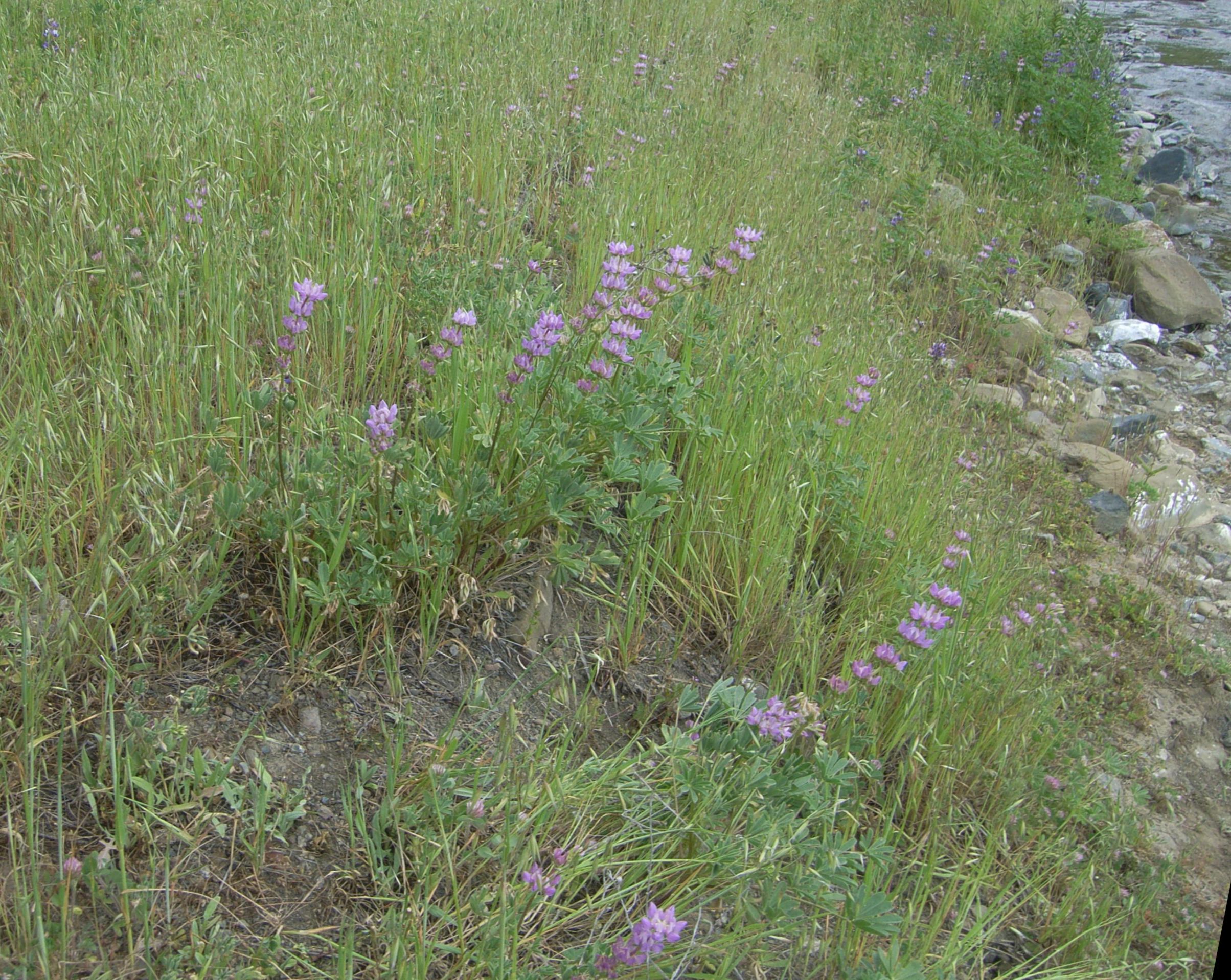 filelib.wildlife.ca.gov - /Public/R3_BDR/Lands/Wildlife_Areas/Knoxville ...