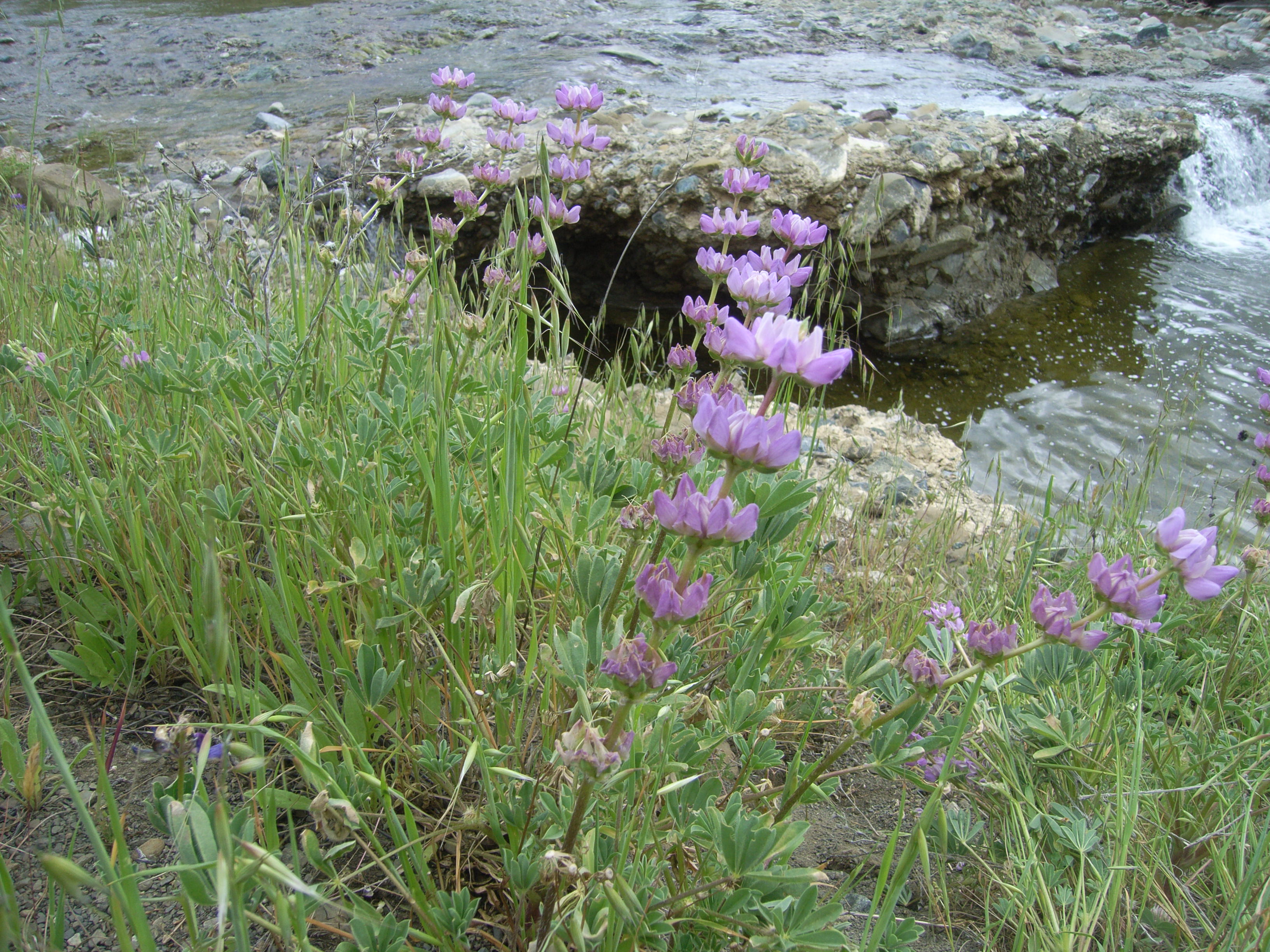 filelib.wildlife.ca.gov - /Public/R3_BDR/Lands/Wildlife_Areas/Knoxville ...