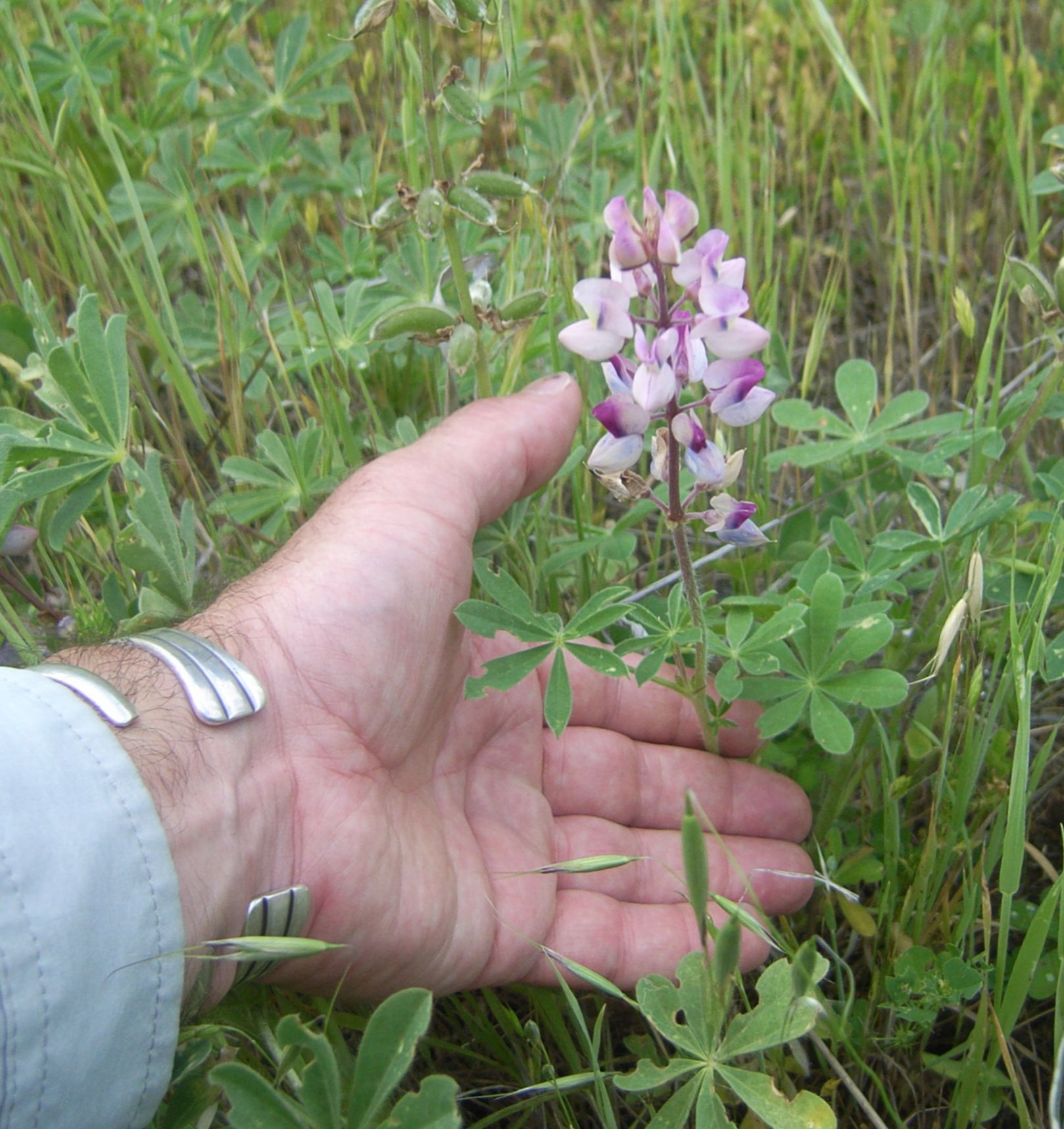 filelib.wildlife.ca.gov - /Public/R3_BDR/Lands/Wildlife_Areas/Knoxville ...