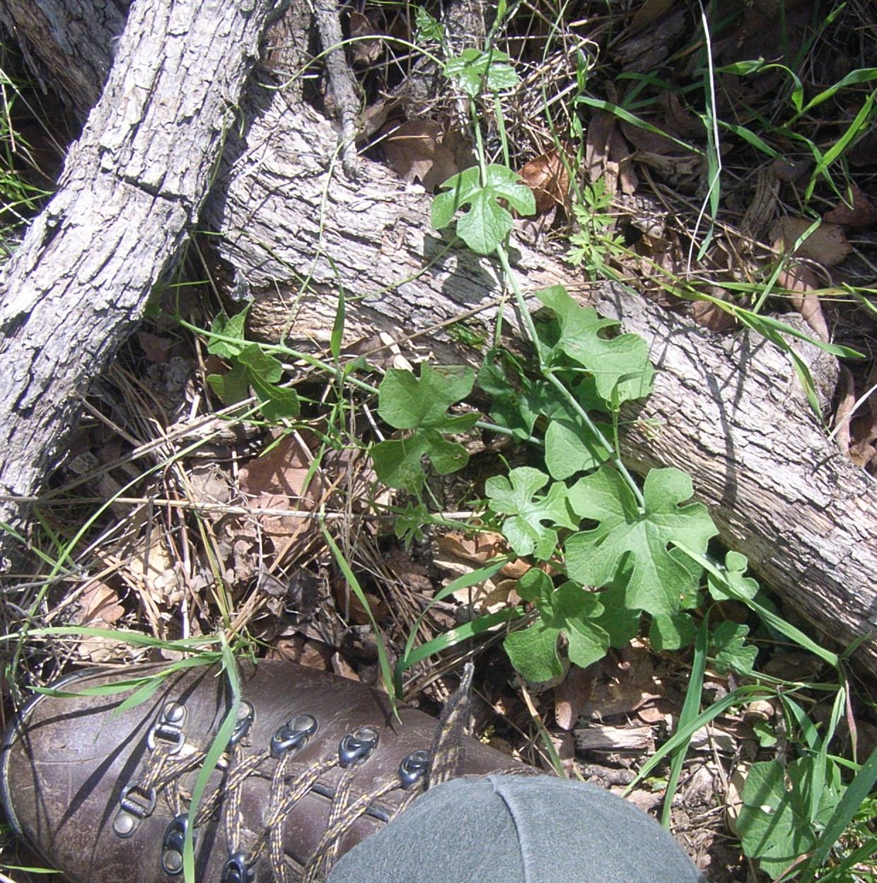 filelib.wildlife.ca.gov - /Public/R3_BDR/Lands/Wildlife_Areas/Knoxville ...