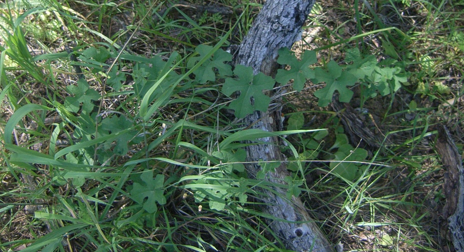 filelib.wildlife.ca.gov - /Public/R3_BDR/Lands/Wildlife_Areas/Knoxville ...