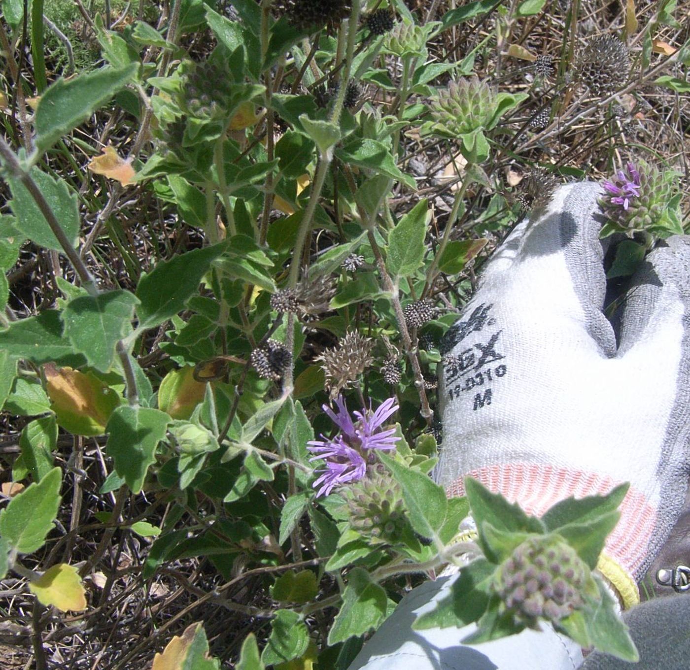 filelib.wildlife.ca.gov - /Public/R3_BDR/Lands/Wildlife_Areas/Knoxville ...