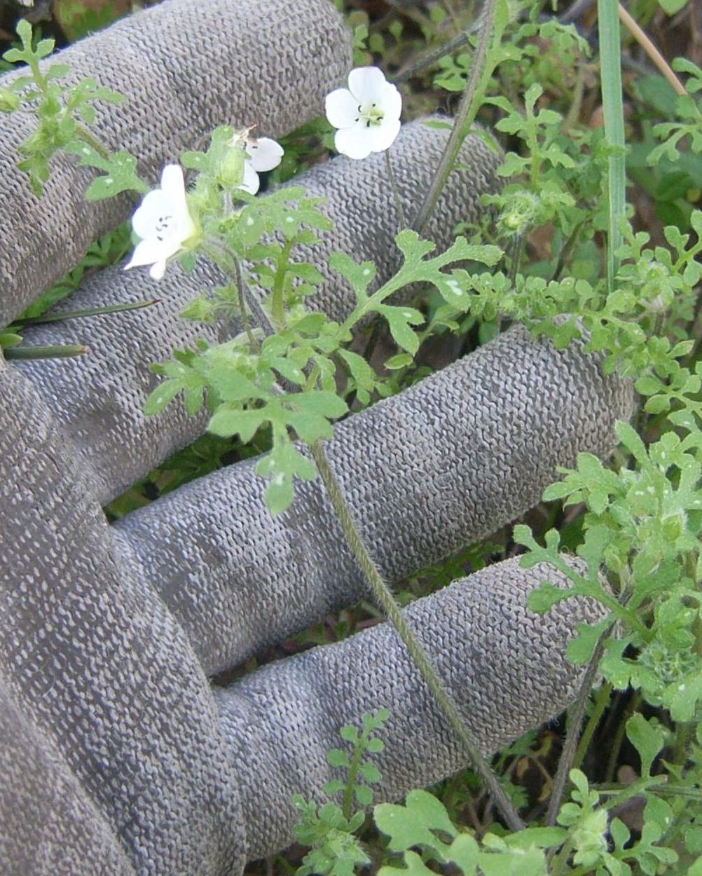 filelib.wildlife.ca.gov - /Public/R3_BDR/Lands/Wildlife_Areas/Knoxville ...