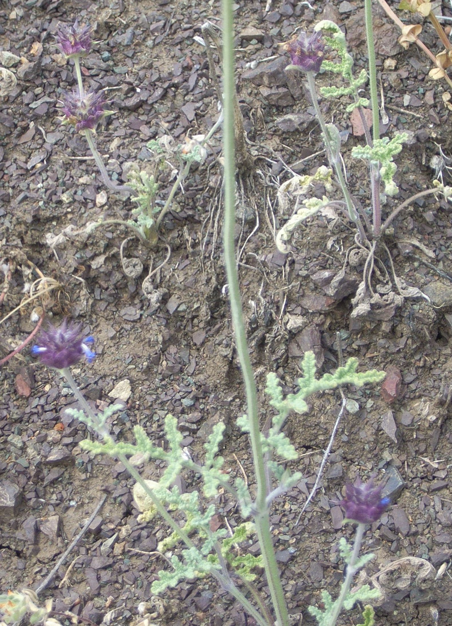 filelib.wildlife.ca.gov - /Public/R3_BDR/Lands/Wildlife_Areas/Knoxville ...