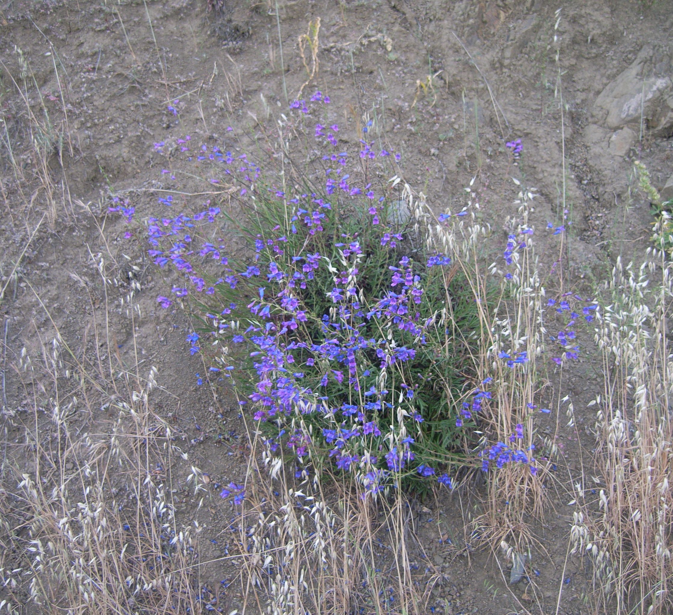 filelib.wildlife.ca.gov - /Public/R3_BDR/Lands/Wildlife_Areas/Knoxville ...